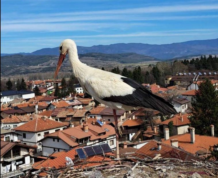 Красиво усамотение: Двойка щъркели си сви гнездо на камбанарията на ...