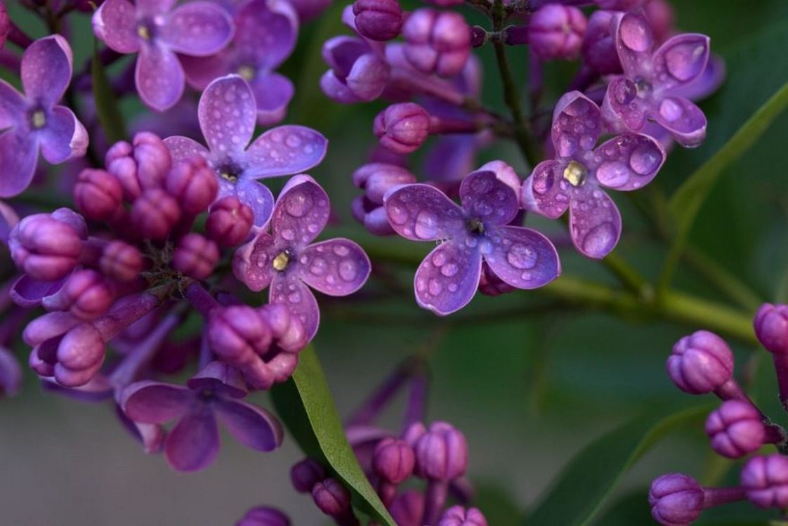 Режат лентата на ремонтираният булевард "Съборни" - Новини Варна